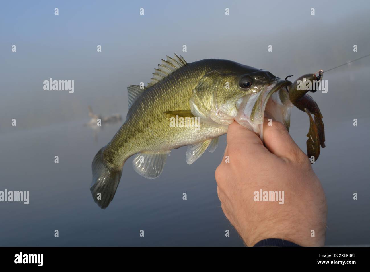 Holding perfect largemouth bass, shore fishing, catching fish Stock ...