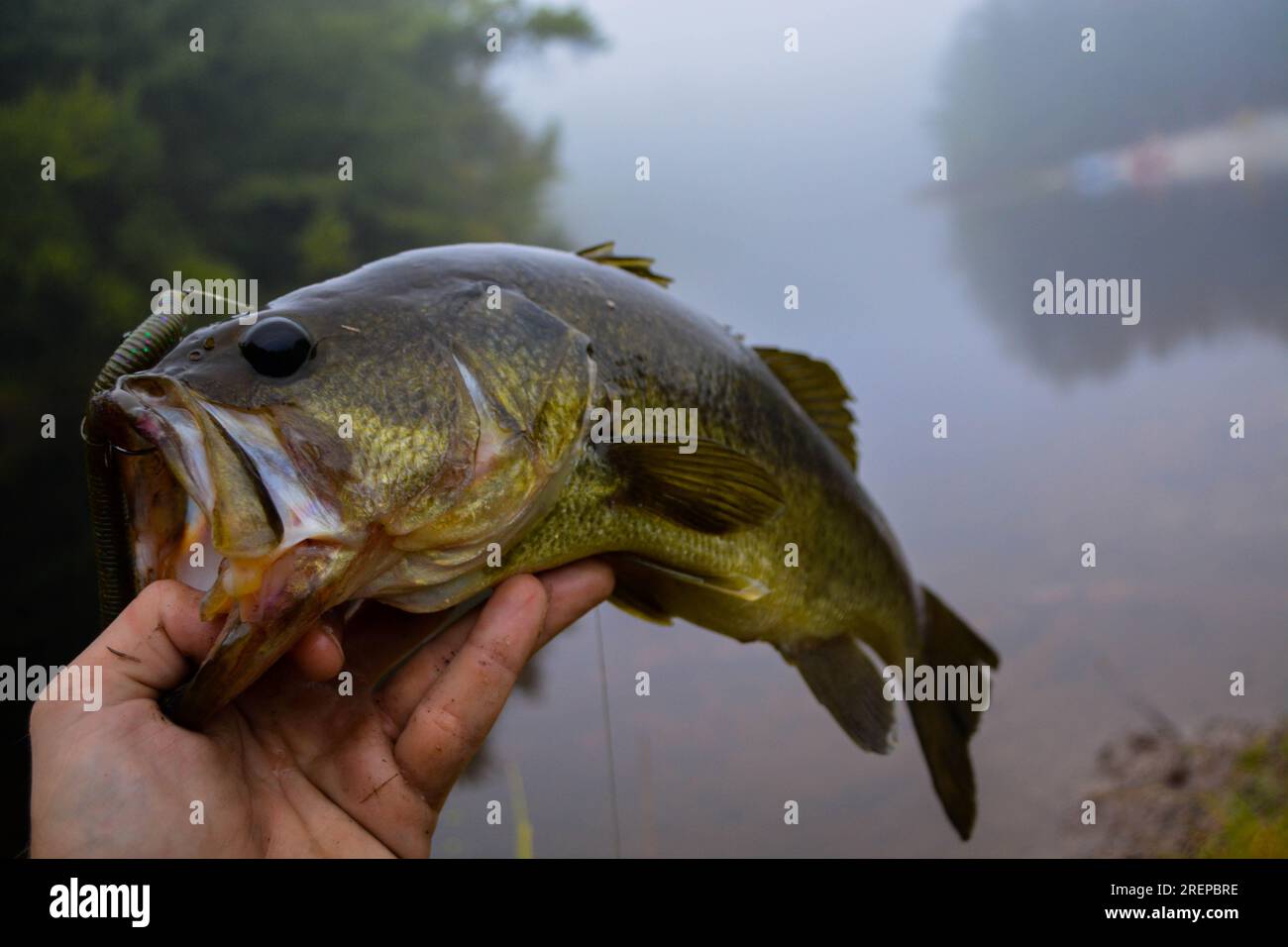 Holding perfect largemouth bass, shore fishing, catching fish Stock ...