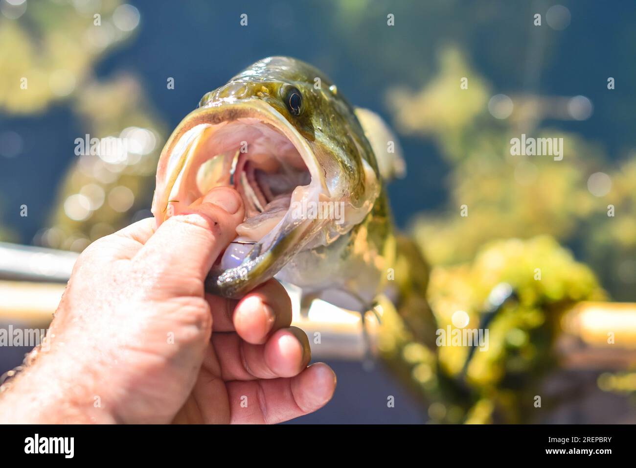 Holding perfect largemouth bass, shore fishing, catching fish Stock ...