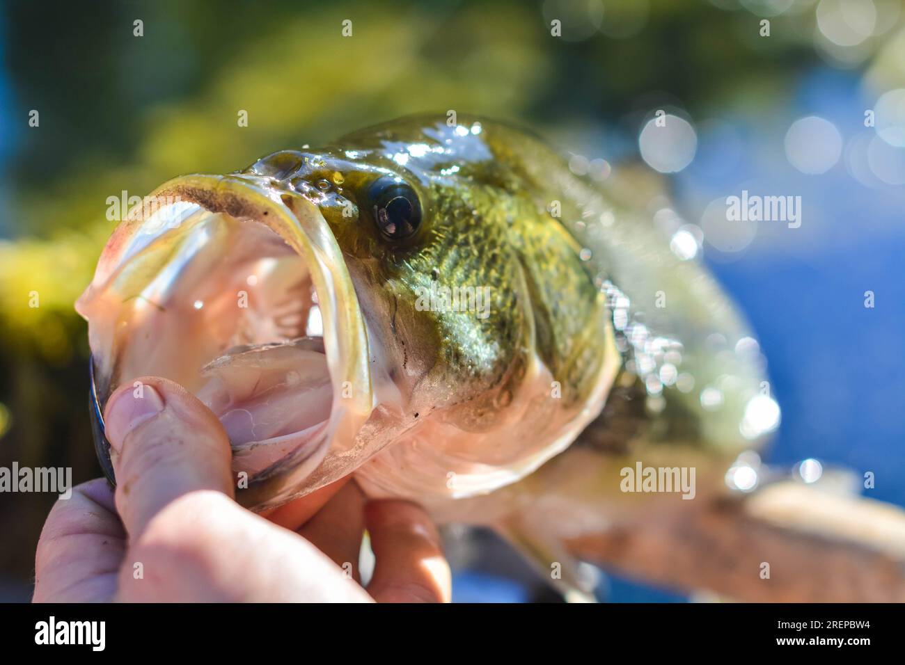 Holding perfect largemouth bass, shore fishing, catching fish Stock ...