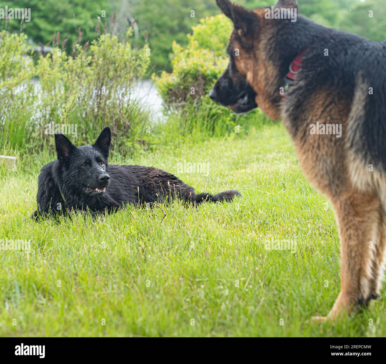 Summer dogs having fun by the water Stock Photo - Alamy