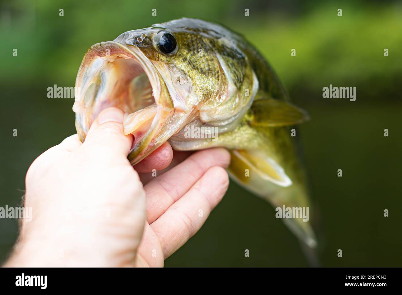 Holding perfect largemouth bass, shore fishing, catching fish Stock ...