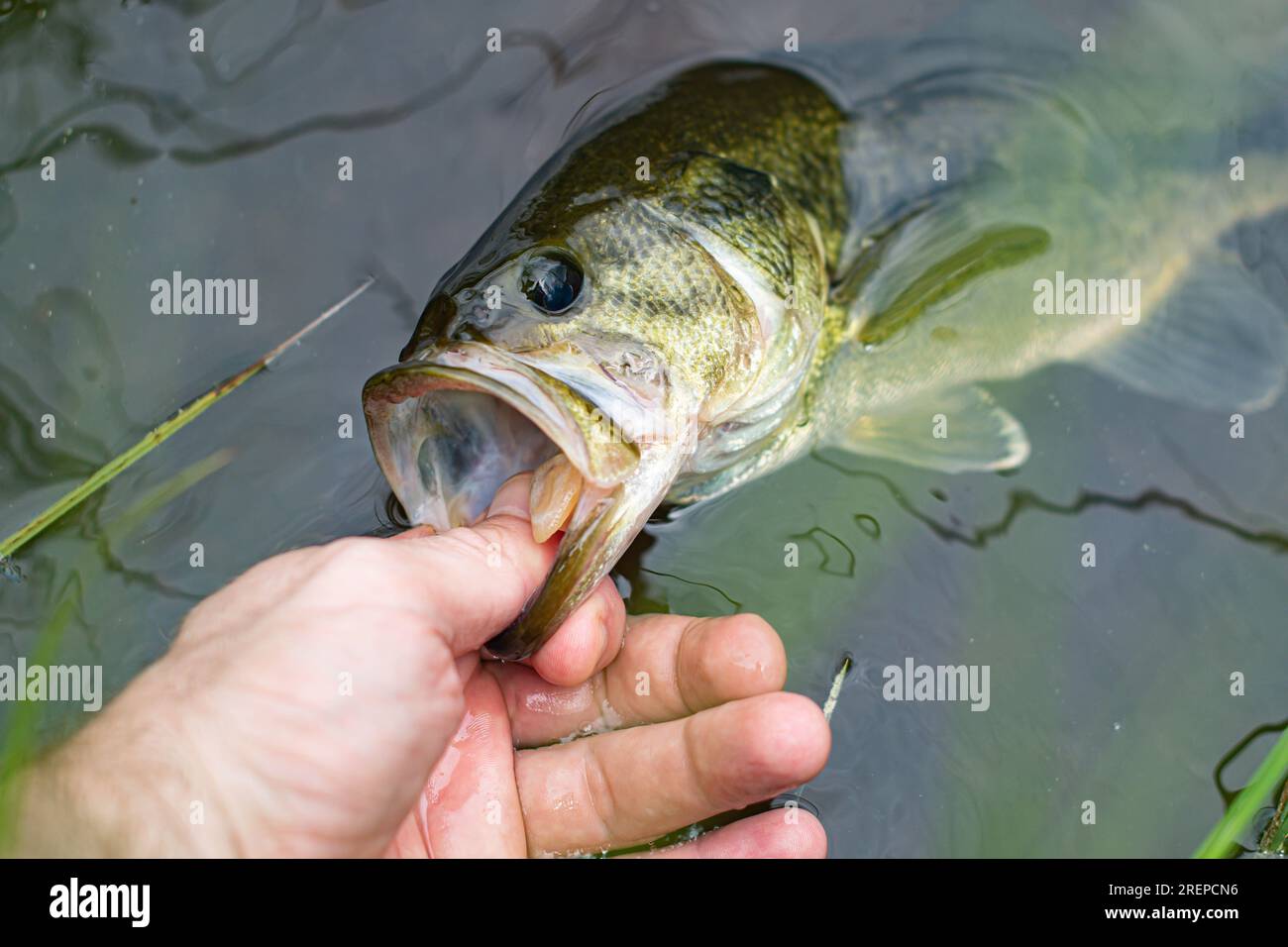 Holding perfect largemouth bass, shore fishing, catching fish Stock ...