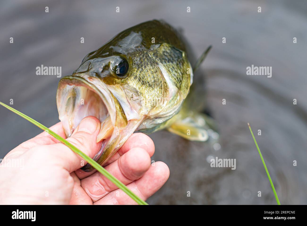 Holding perfect largemouth bass, shore fishing, catching fish Stock ...
