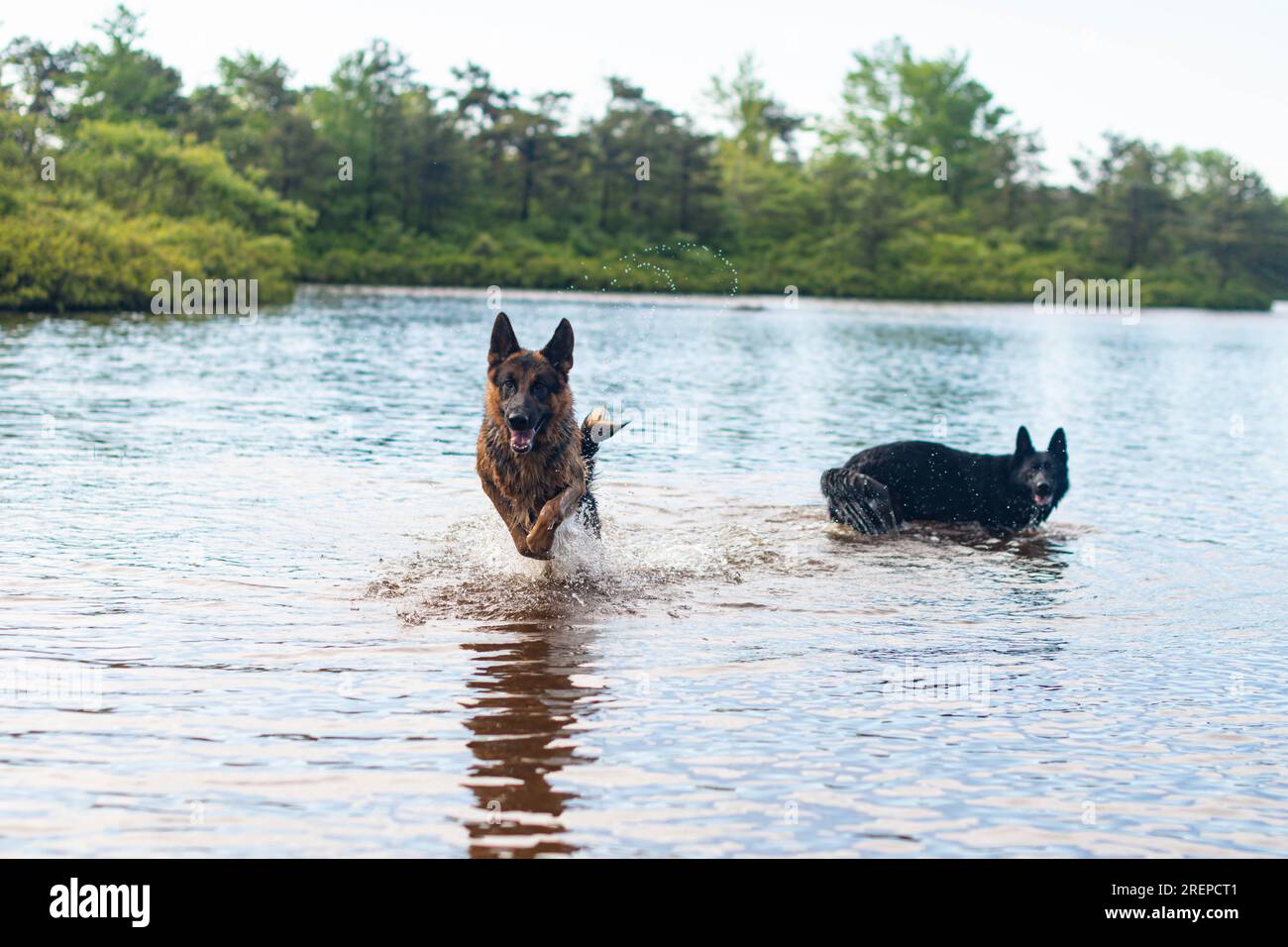 Summer dogs having fun by the water Stock Photo - Alamy