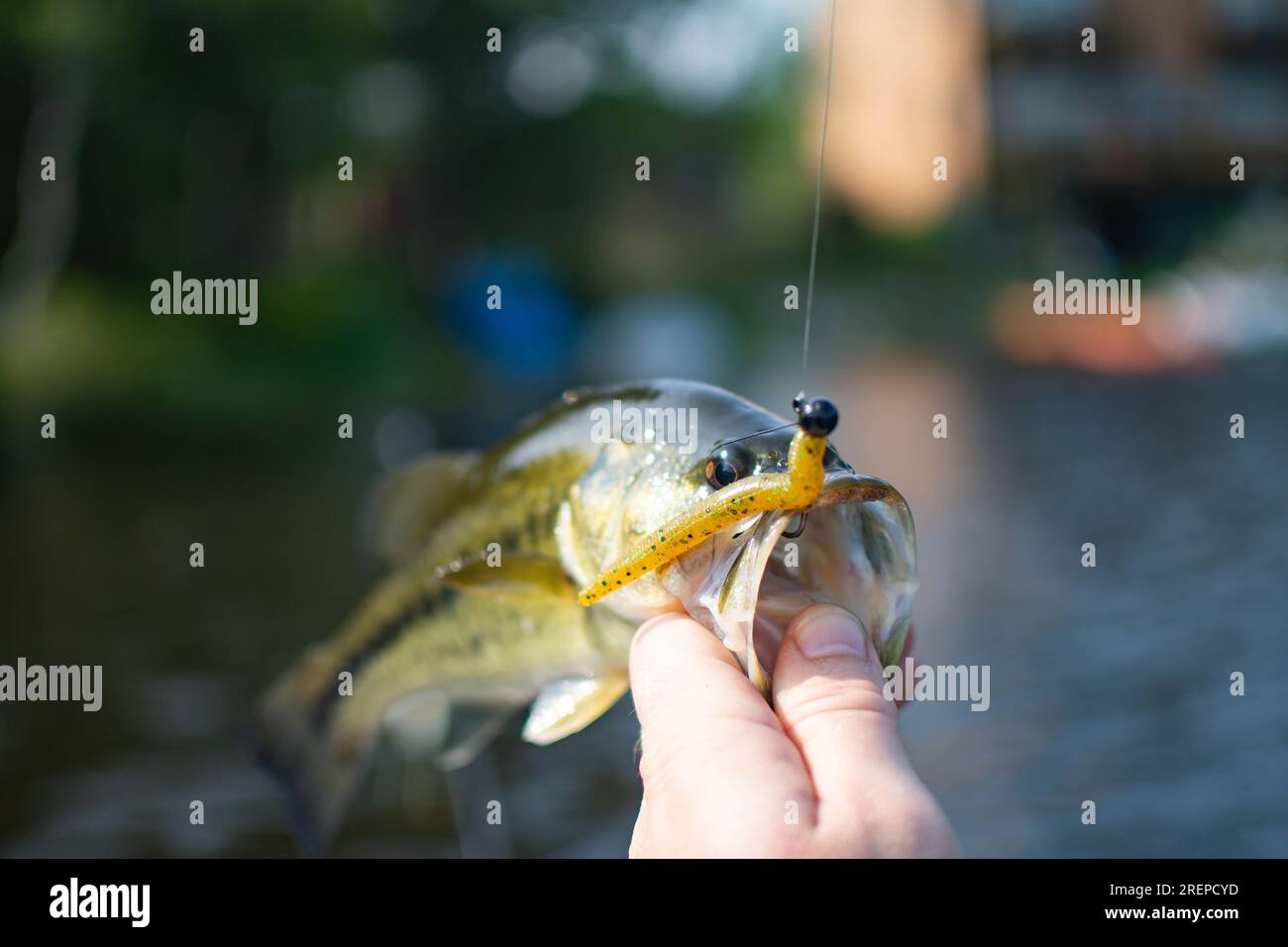 Holding perfect largemouth bass, shore fishing, catching fish Stock ...