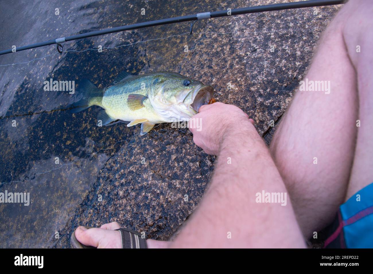 Holding perfect largemouth bass, shore fishing, catching fish Stock ...