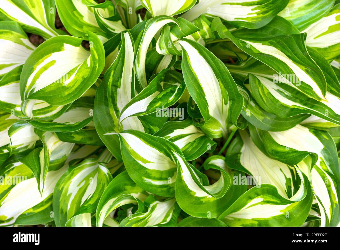 Hosta undulata variegata hi-res stock photography and images - Alamy