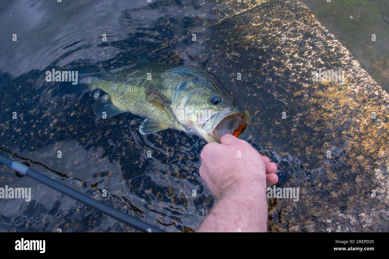 Holding perfect largemouth bass, shore fishing, catching fish Stock ...