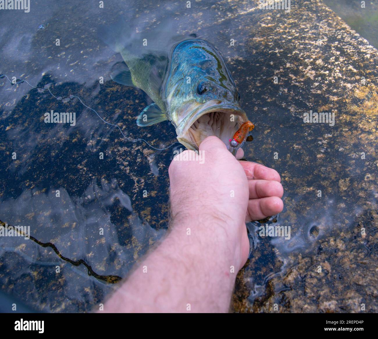Holding perfect largemouth bass, shore fishing, catching fish Stock ...