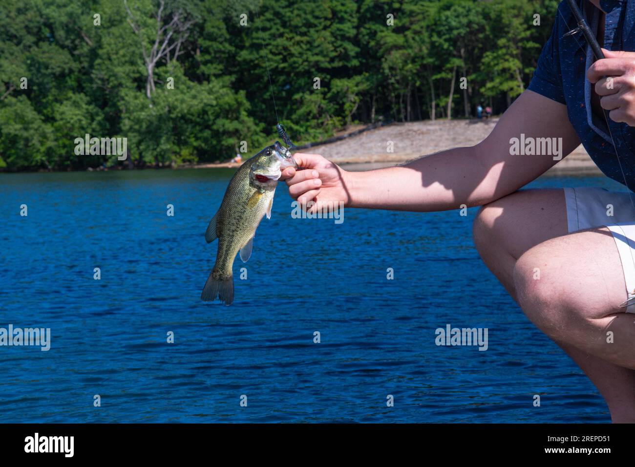 Holding perfect largemouth bass, shore fishing, catching fish Stock ...