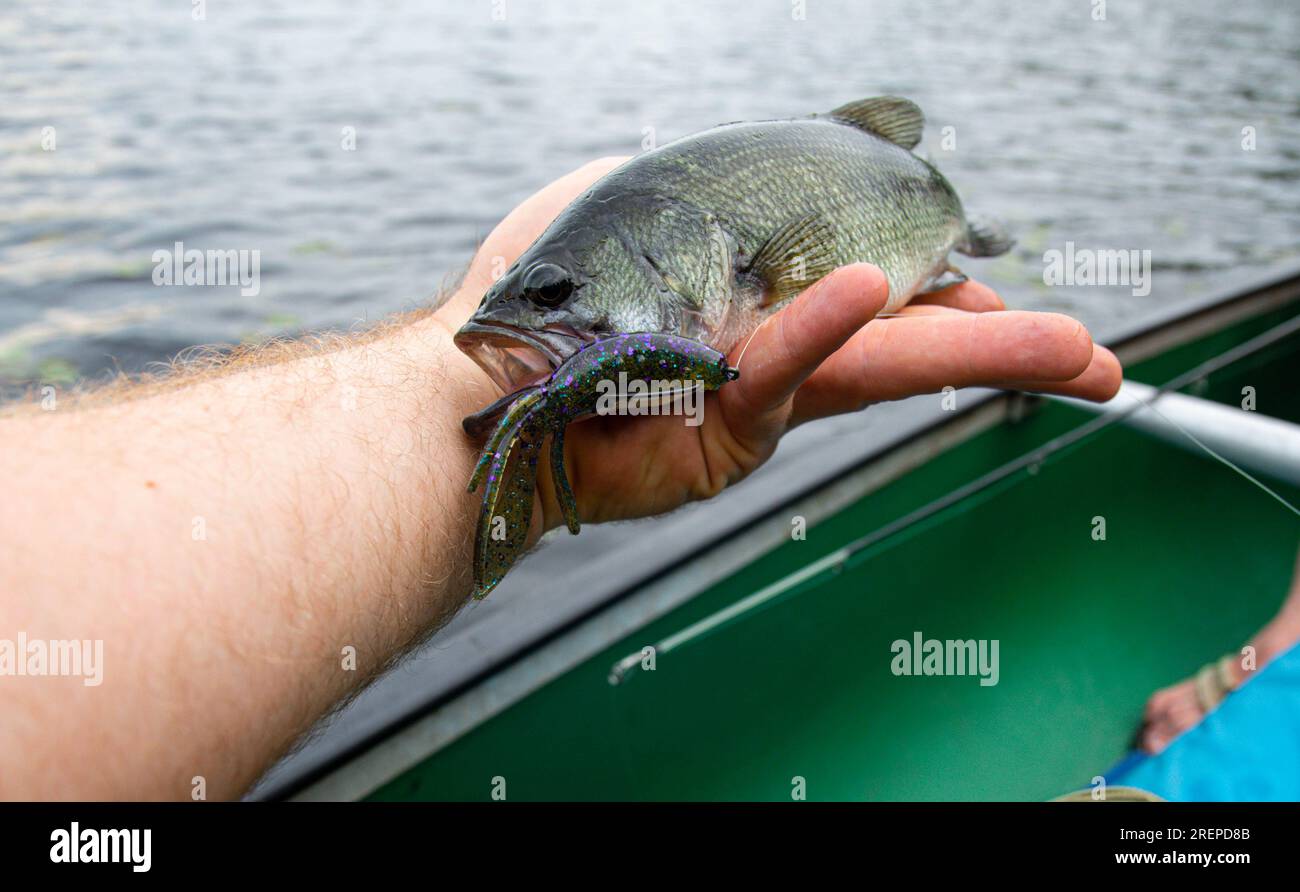 Holding perfect largemouth bass, shore fishing, catching fish Stock ...