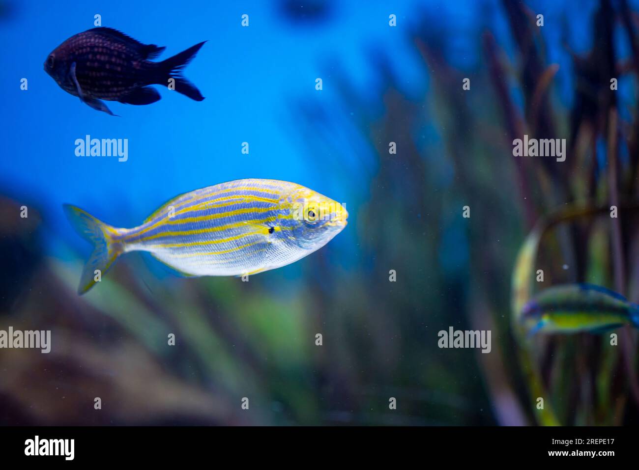 Fish with stripes hi-res stock photography and images - Alamy
