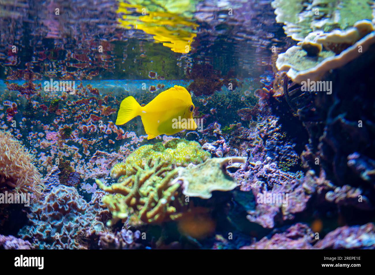 Bright yellow tang fish swims hi-res stock photography and images - Alamy
