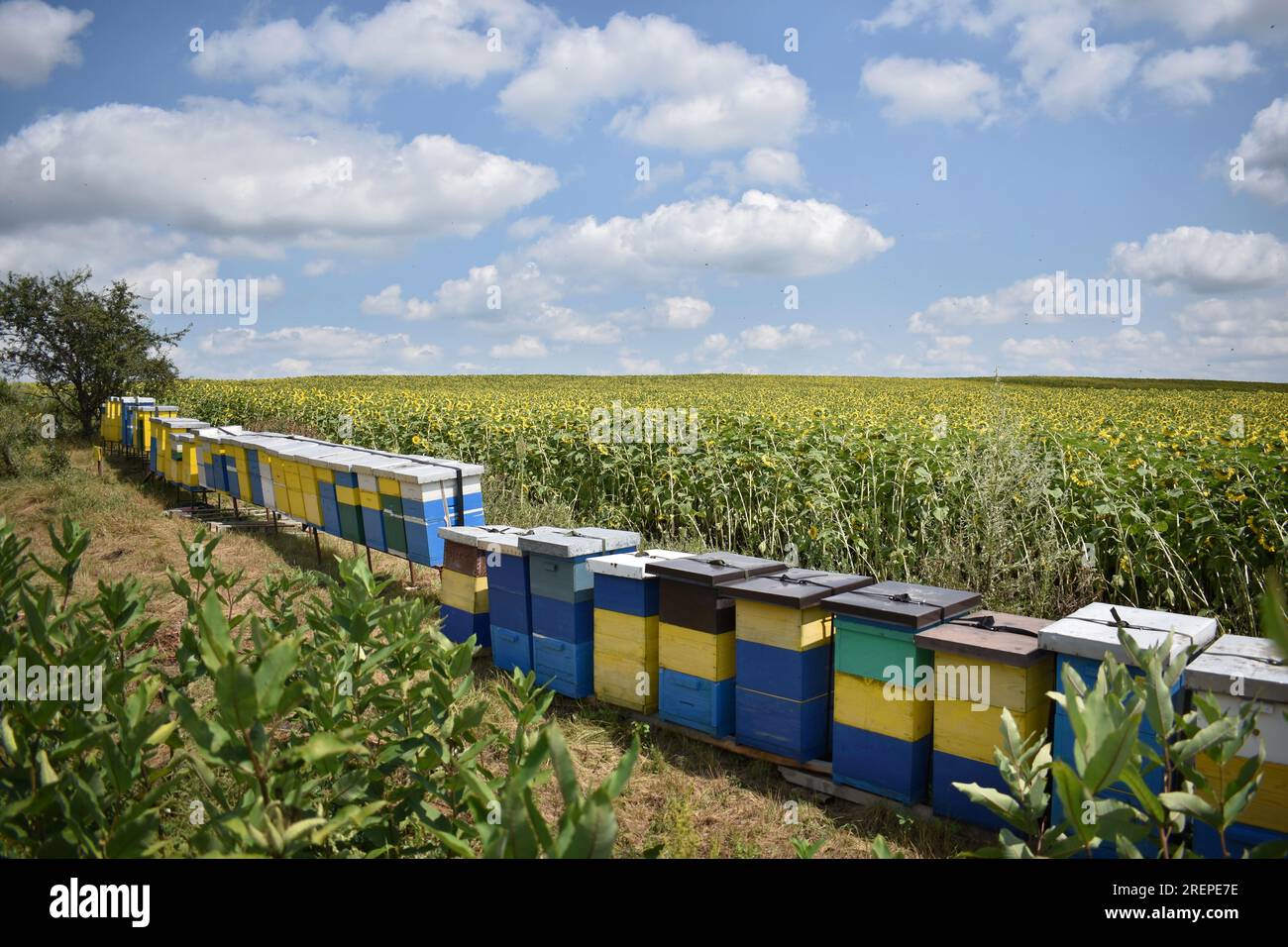 Hives in sunflower field during sunny summer day Stock Photo - Alamy