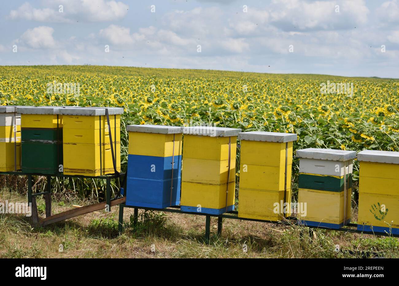 Hives in sunflower field during sunny summer day Stock Photo - Alamy