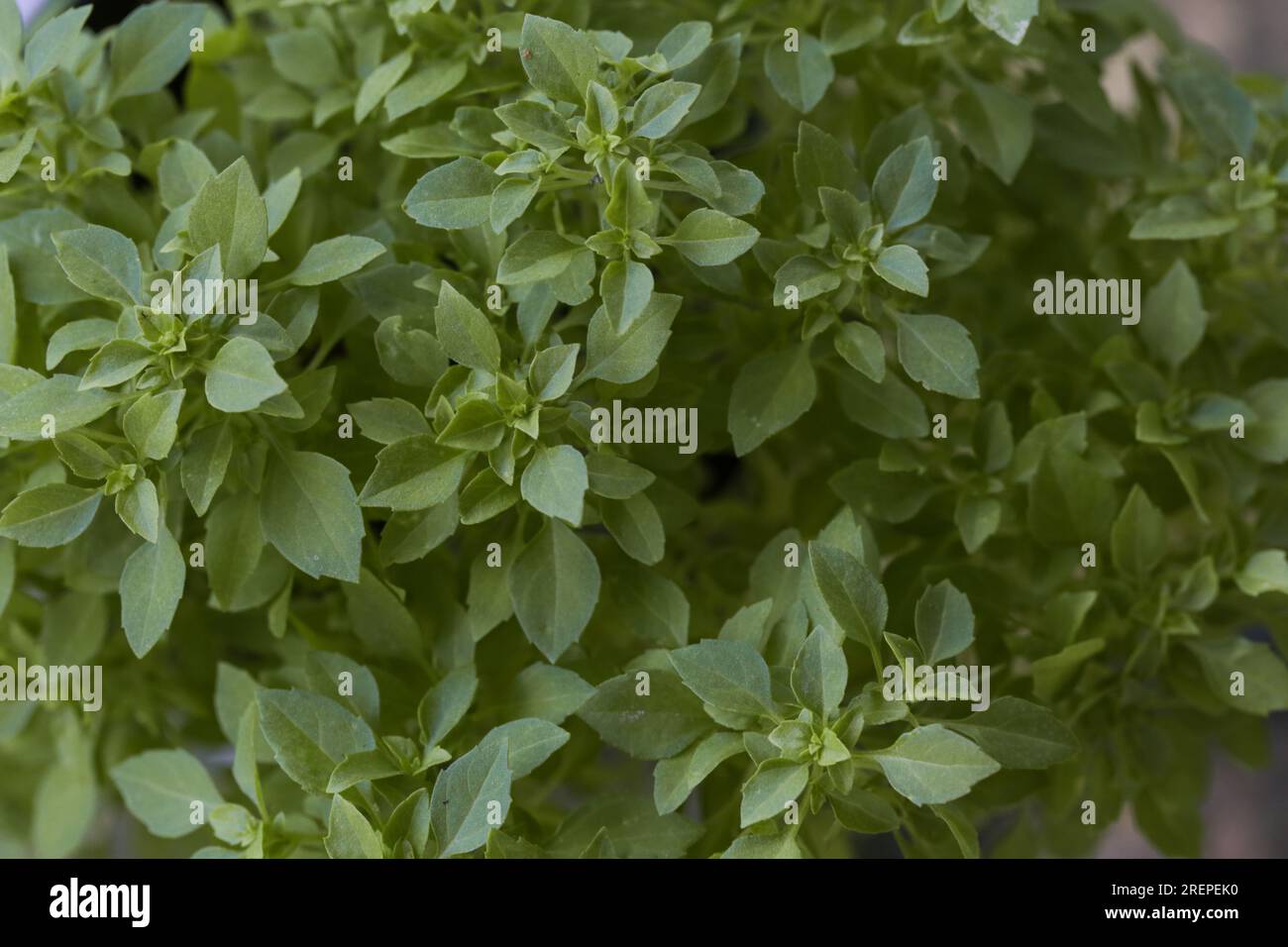 Greek basil hi-res stock photography and images - Alamy