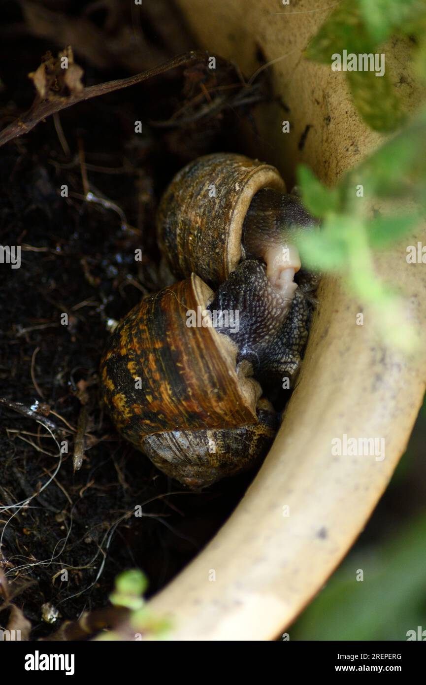 Two Snails Mating in a Flower Pot Cotswolds Hook Norton Oxfordshire ...