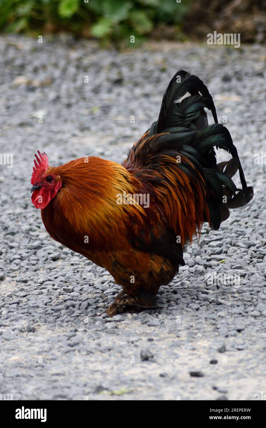 Rare Breed Hen on a free range Hook Norton Oxfordshire England uk Stock ...