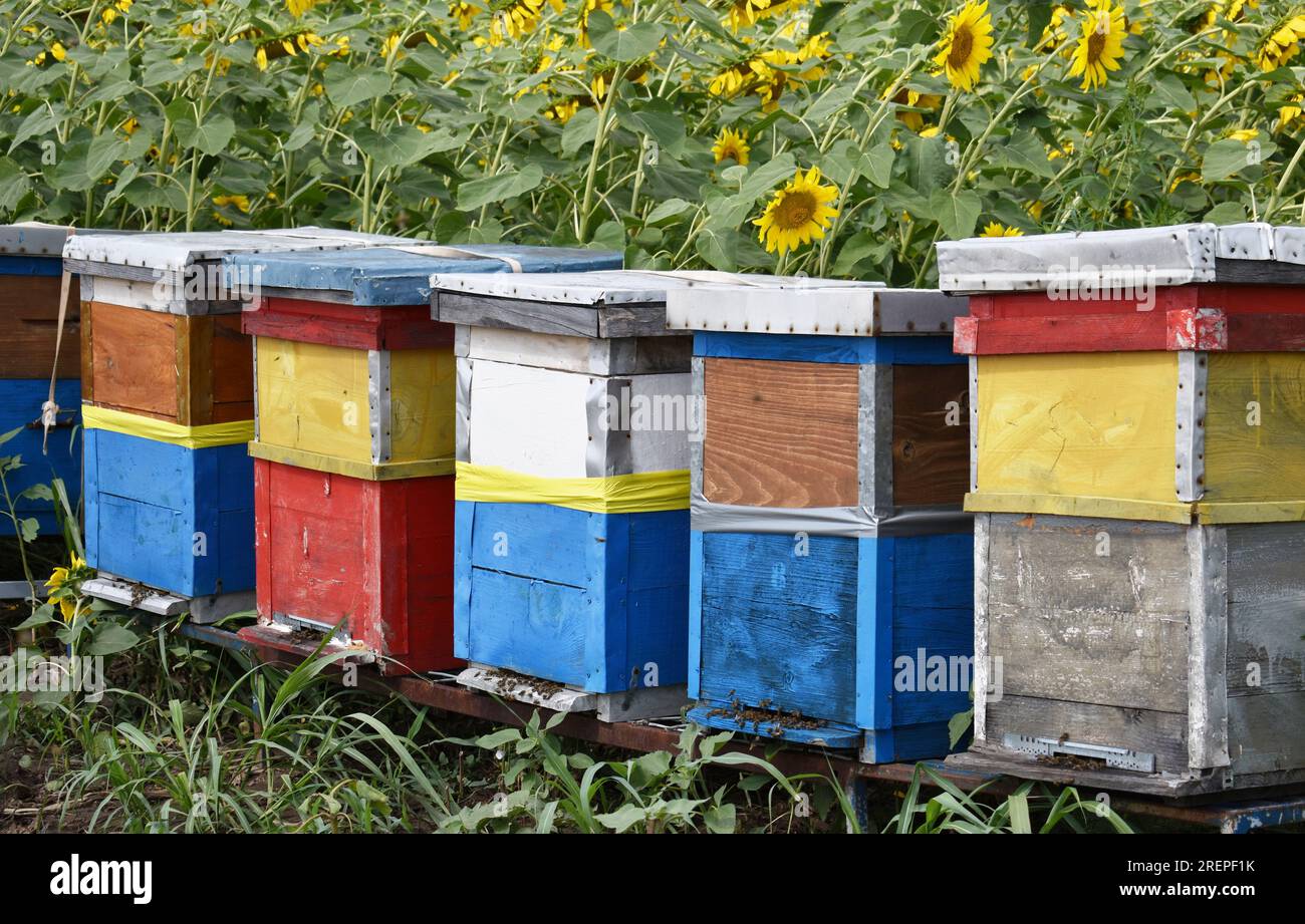 Hives in sunflower field during sunny summer day Stock Photo - Alamy