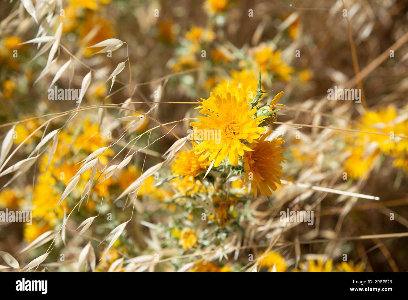 Yellow thistle hi-res stock photography and images - Alamy