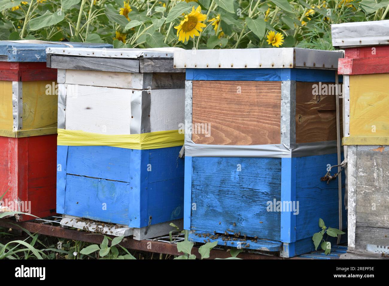 Hives in sunflower field during sunny summer day Stock Photo - Alamy