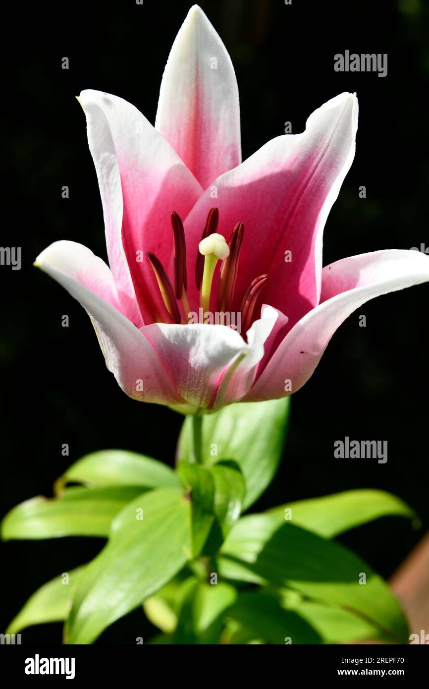 Lilly hi res hi-res stock photography and images - Alamy