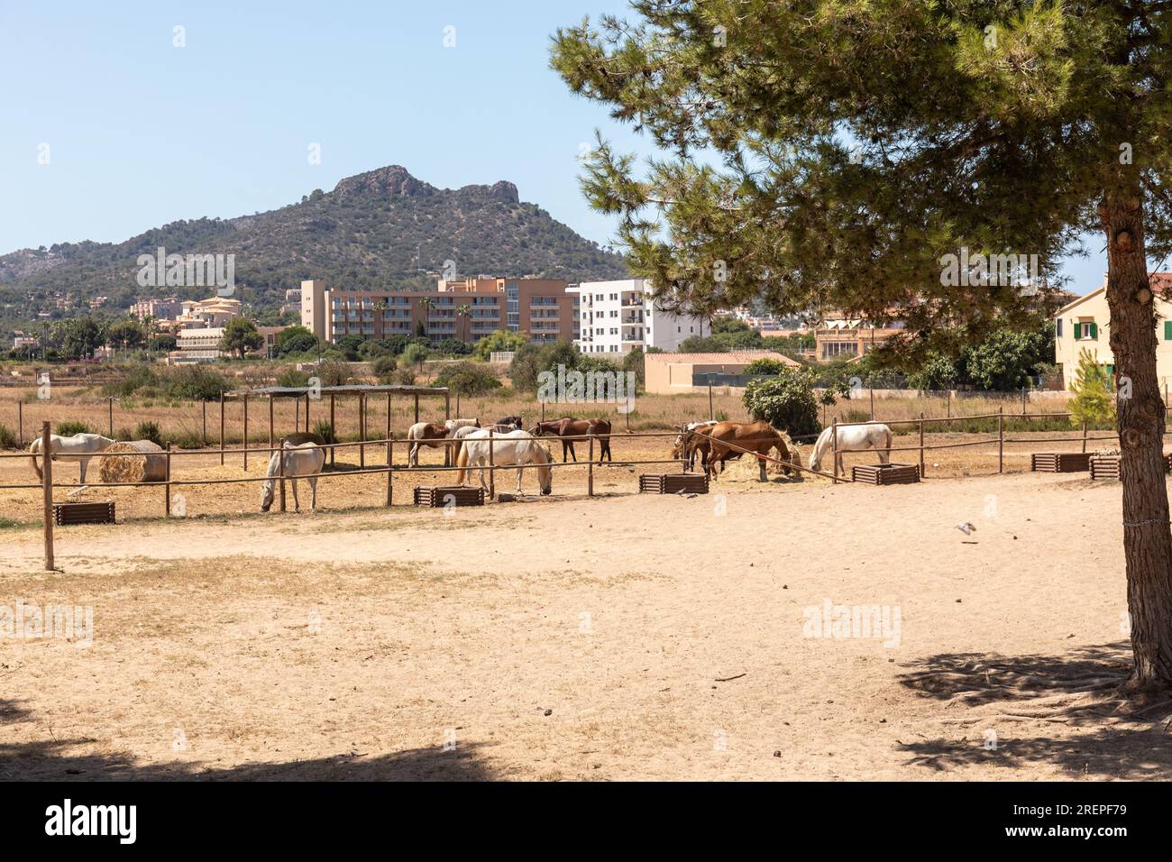 Rancho Sa Coma offering horse & pony rides, Sa Coma, Majorca, (Mallorca ...