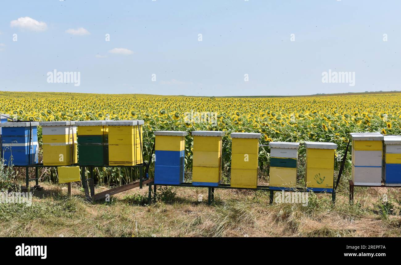 Hives in sunflower field during sunny summer day Stock Photo - Alamy