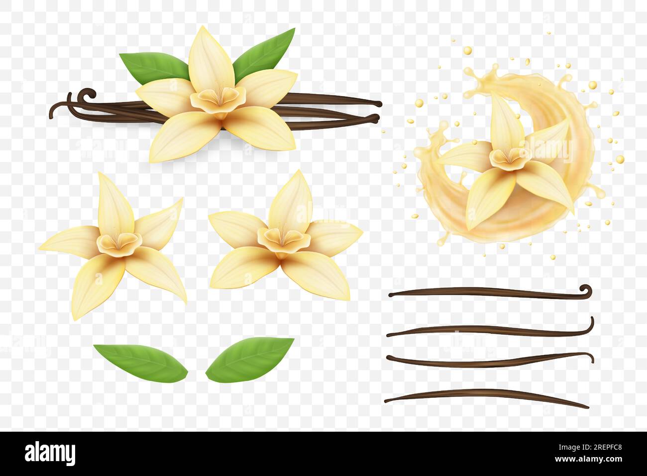 Vanilla flower. Milk splash, bean, pods and sticks, realistic isolated ...