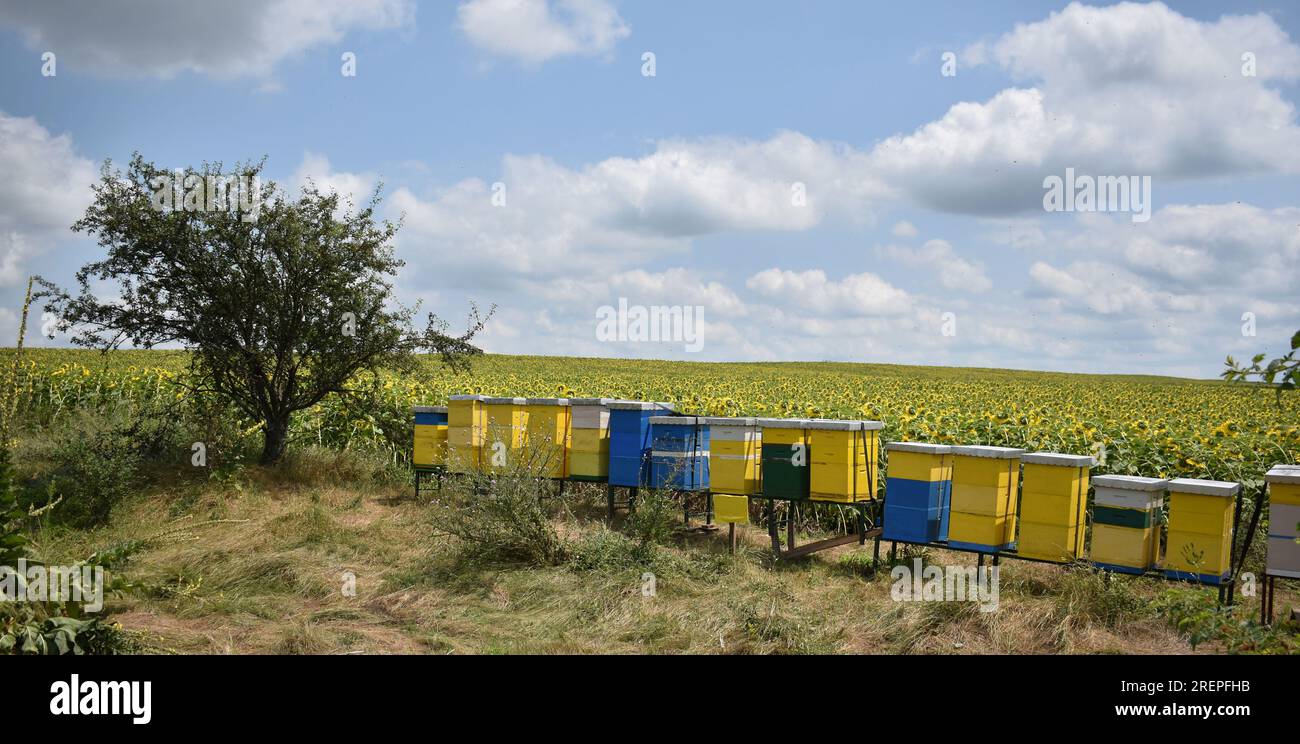 Hives in sunflower field during sunny summer day Stock Photo - Alamy