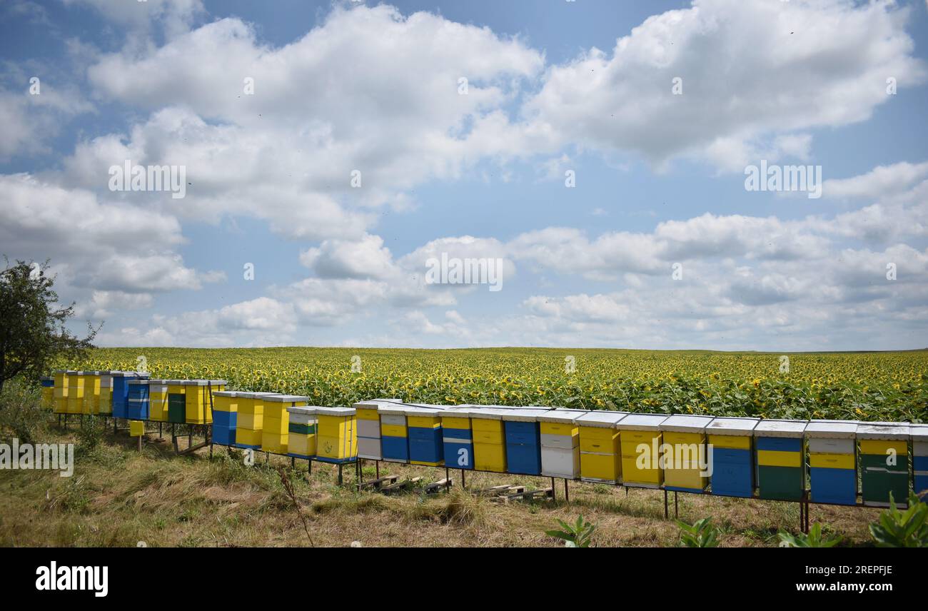 Hives in sunflower field during sunny summer day Stock Photo - Alamy