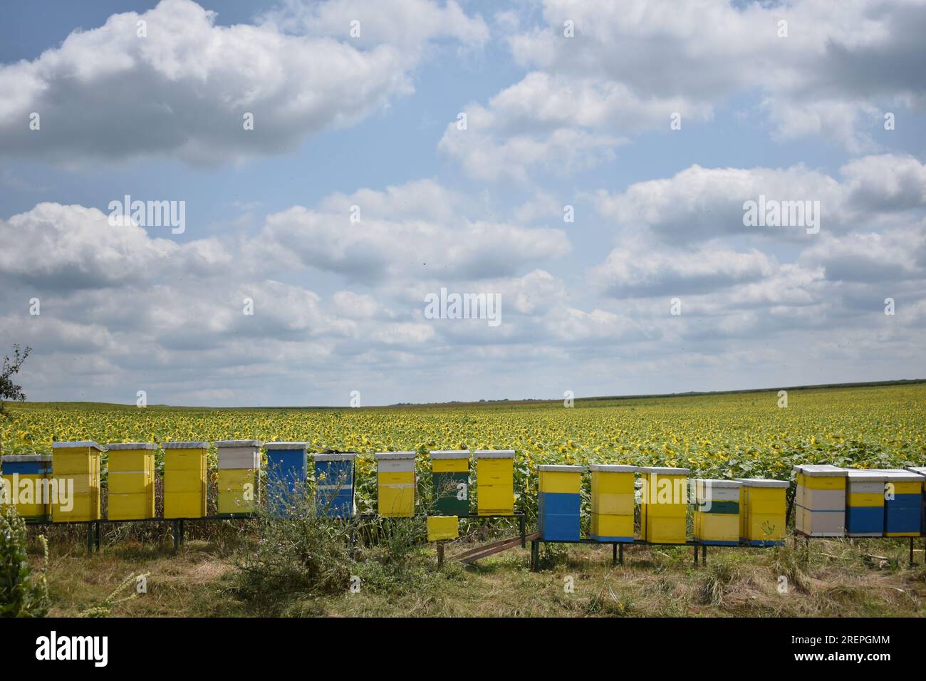 Hives in sunflower field during sunny summer day Stock Photo - Alamy