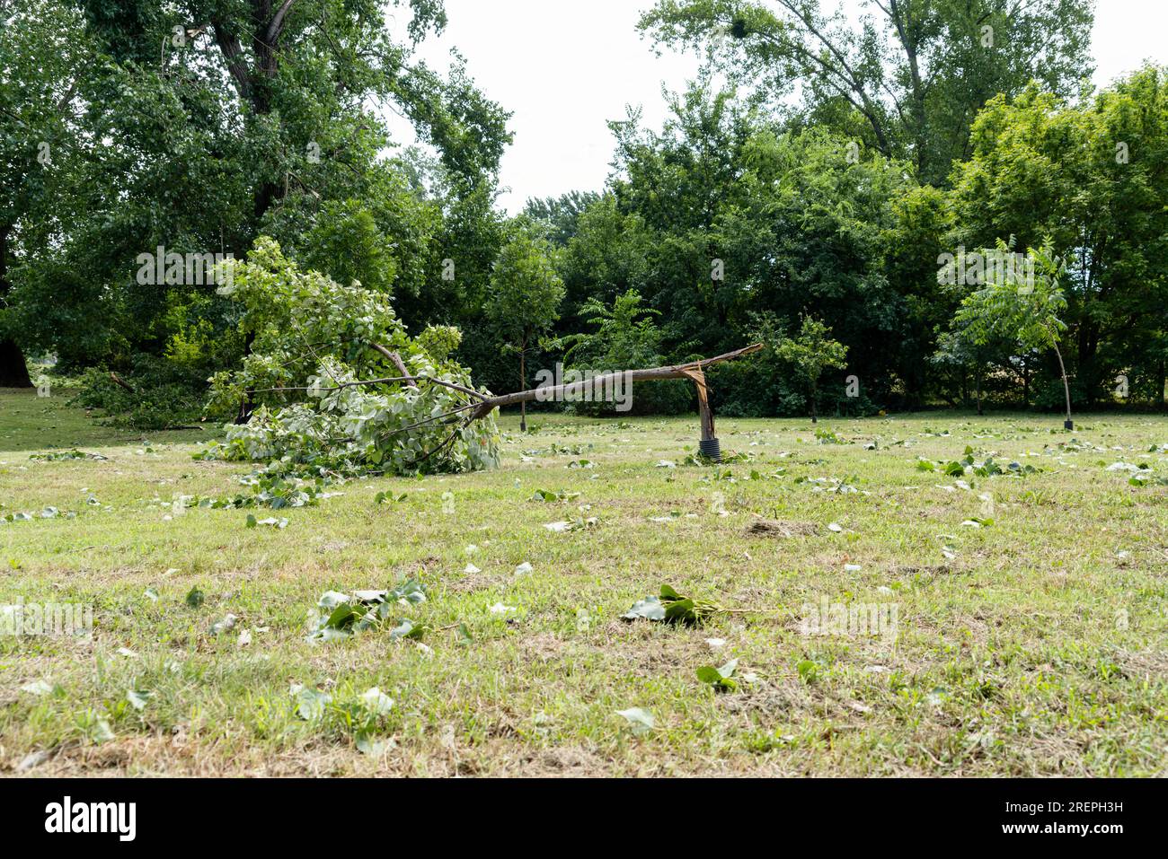 Crashed tree hi-res stock photography and images - Alamy
