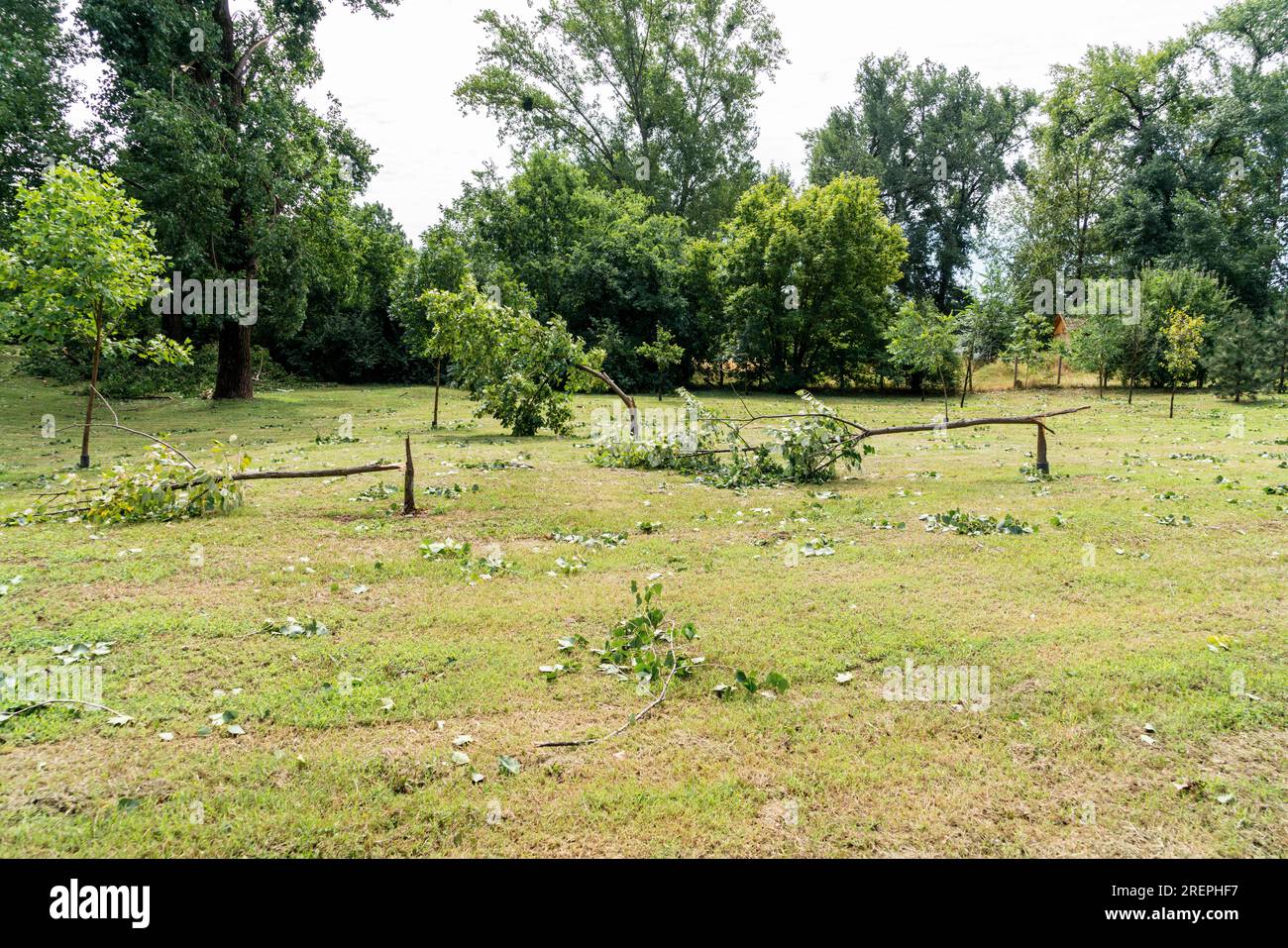Trees crashed hi-res stock photography and images - Alamy