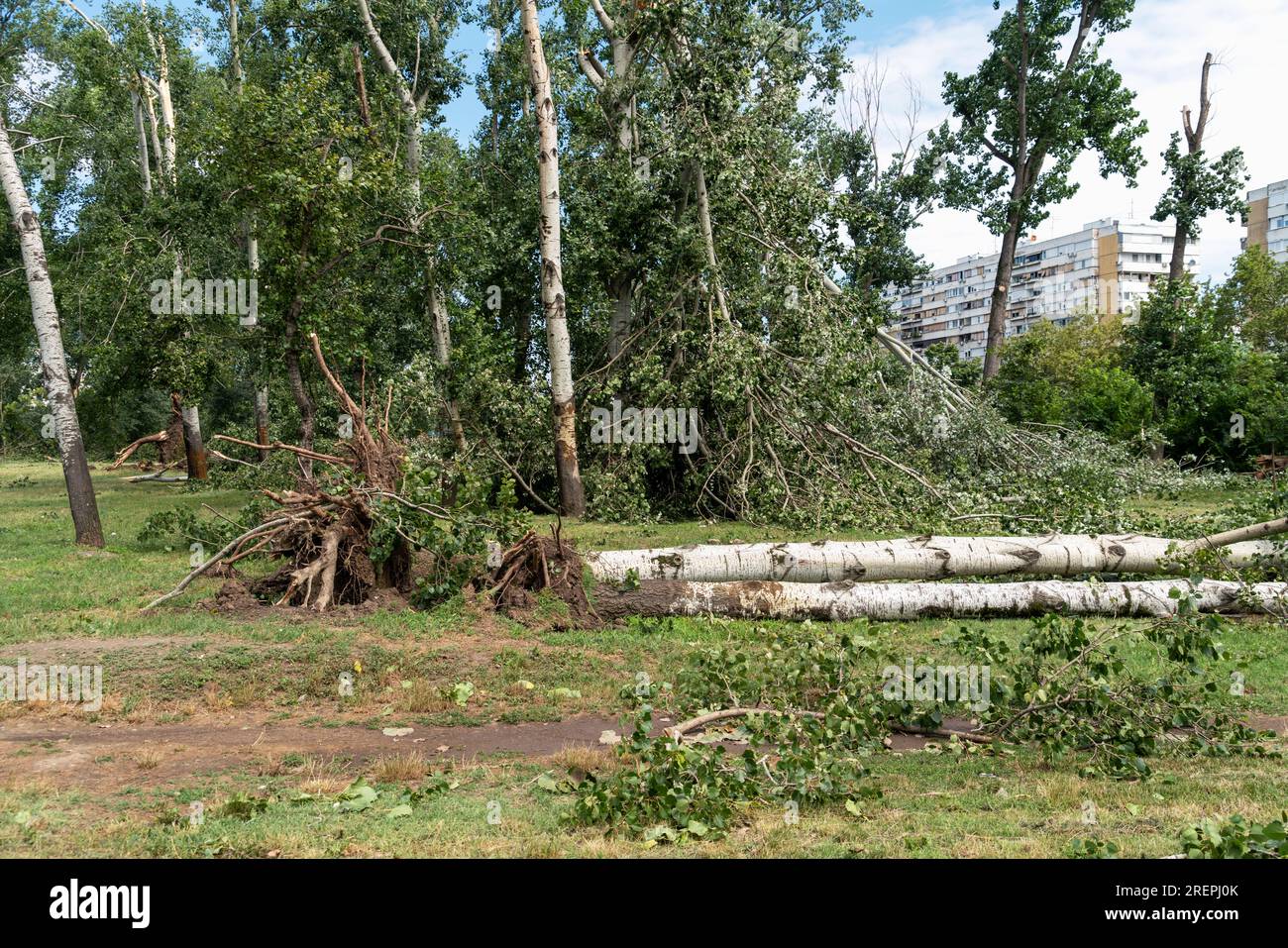 Trees crashed hi-res stock photography and images - Alamy