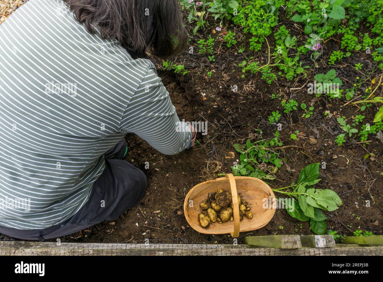 Woman digging up Charlotte potatoes in her vegetable garden or ...
