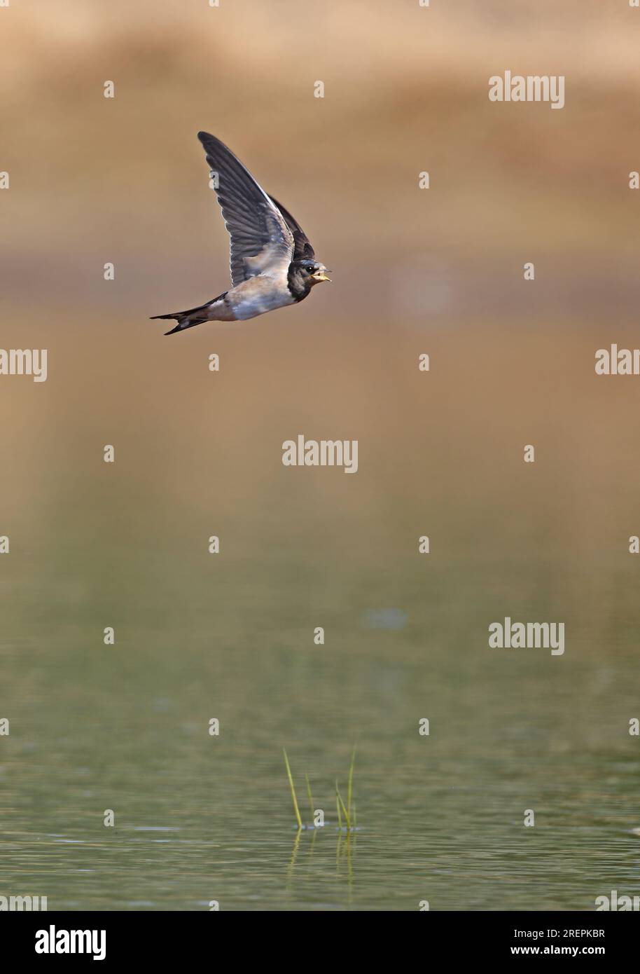 Barn Swallow (Hirundo rustica rustica) juvenile in flight over pond ...