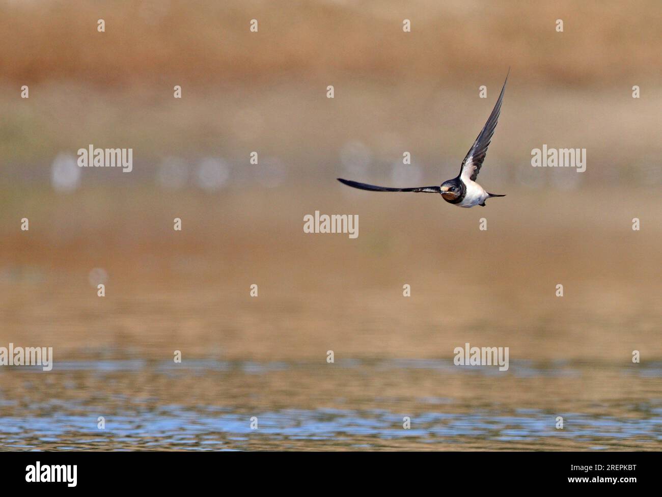 Barn Swallow (Hirundo rustica rustica) juvenile in flight over pond ...