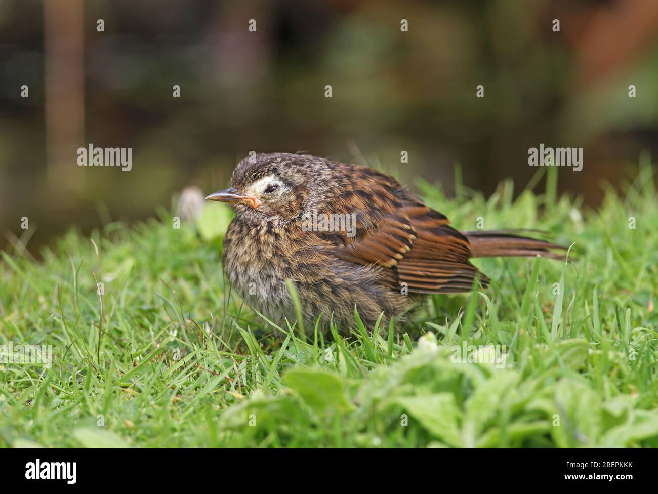Dunnock (Prunella modularis) juvenile with diseased skin around eye ...