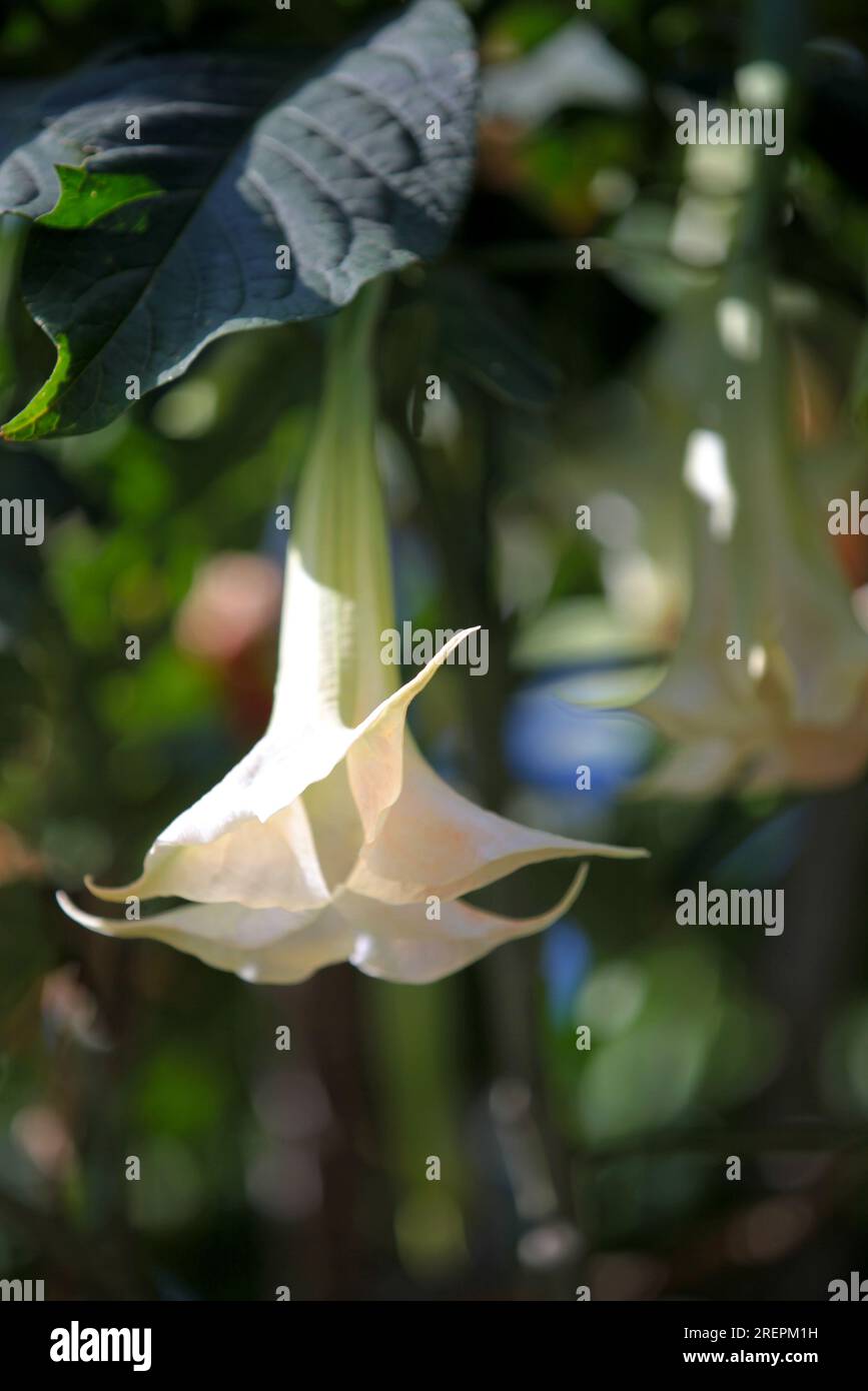 White Brugmansia, also known as Angel's trumpets really popular in Reunion Island Stock Photo ...