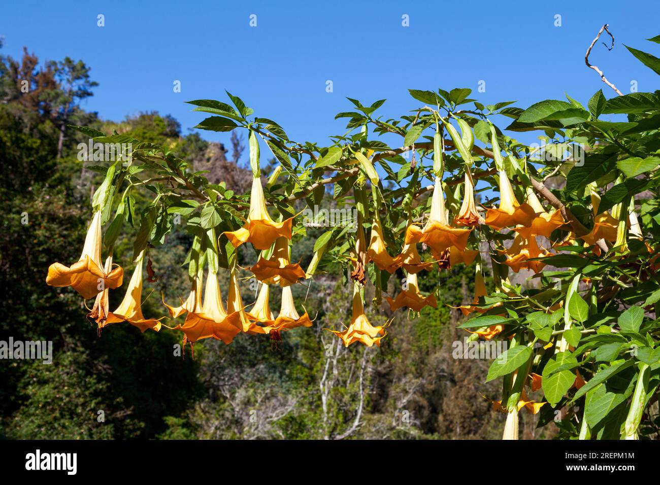 Brugmansia are large, fragrant flowers also known as angel's trumpets ...