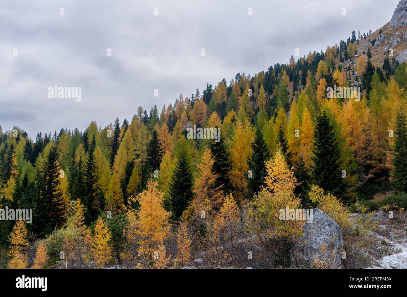 Autumn landscape in the forest with larche trees trees. Dolomite ...