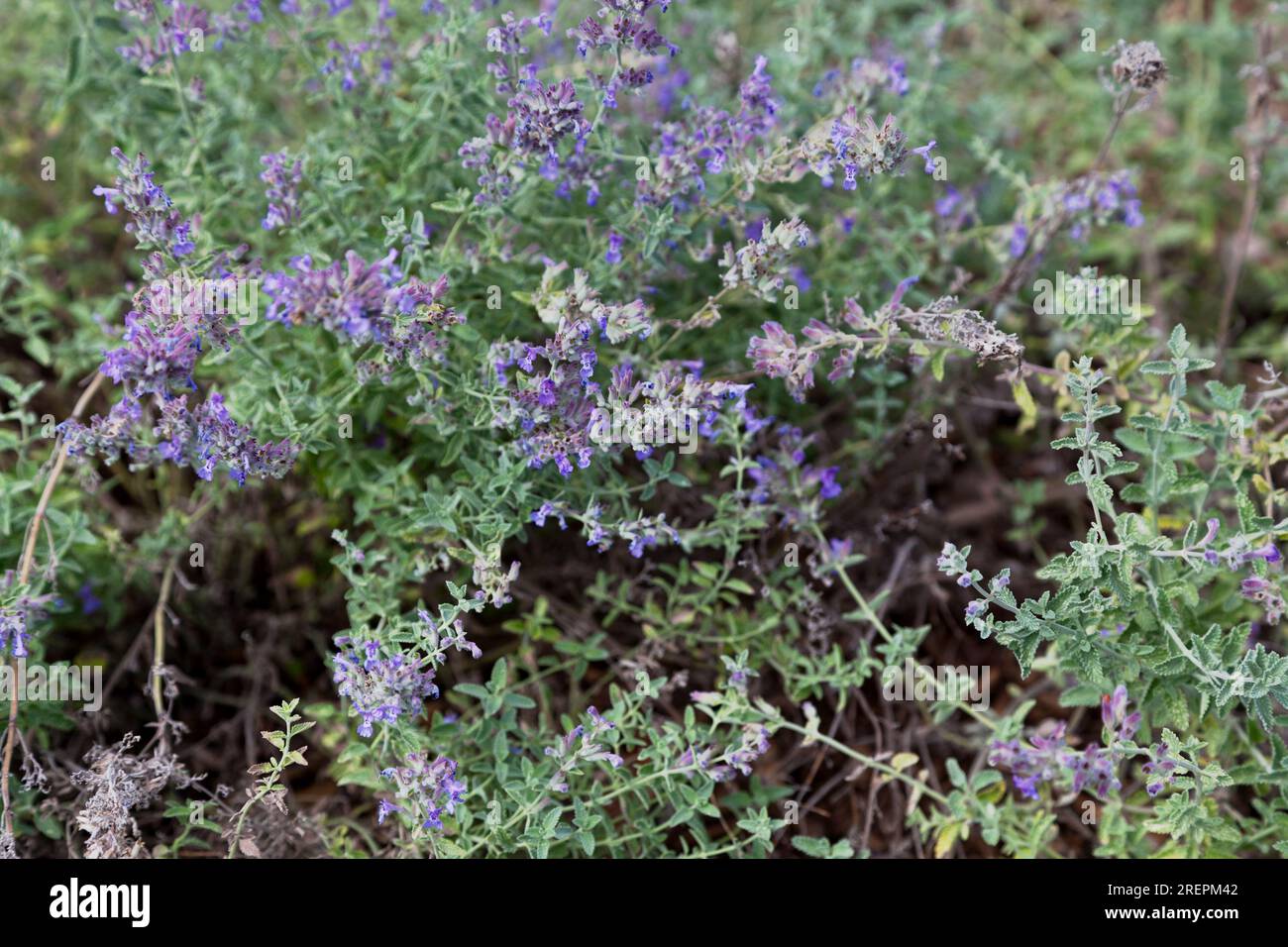 Close-up on a Catmint (Nepeta) in a floral garden Stock Photo - Alamy