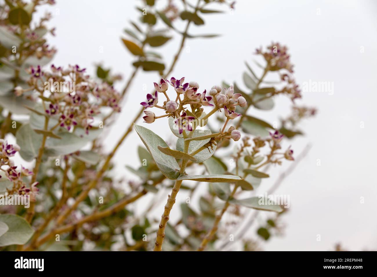 Calotropis Procera flowers in the Liwa desert near Dubai Stock Photo ...