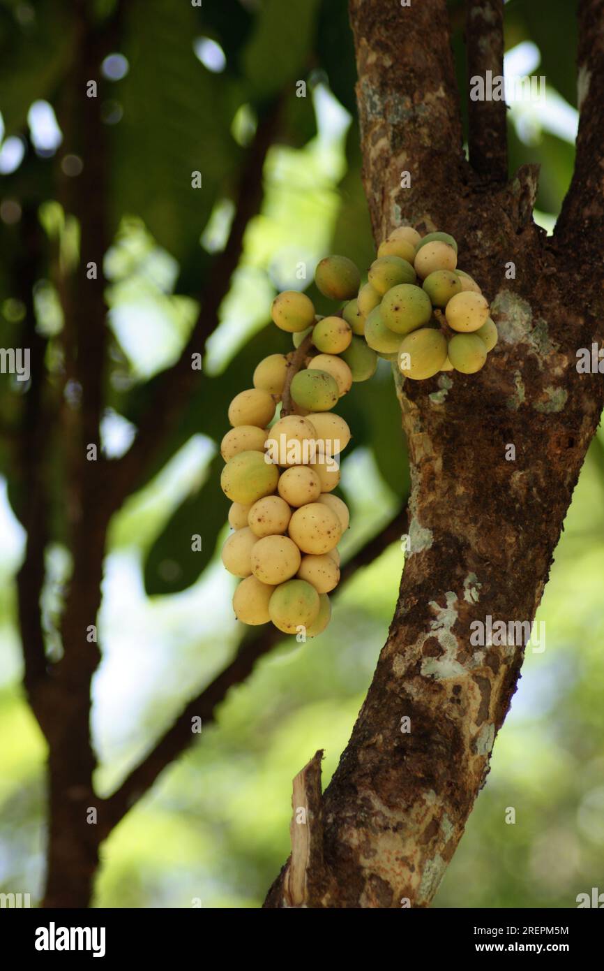 Dimocarpus species hi-res stock photography and images - Alamy