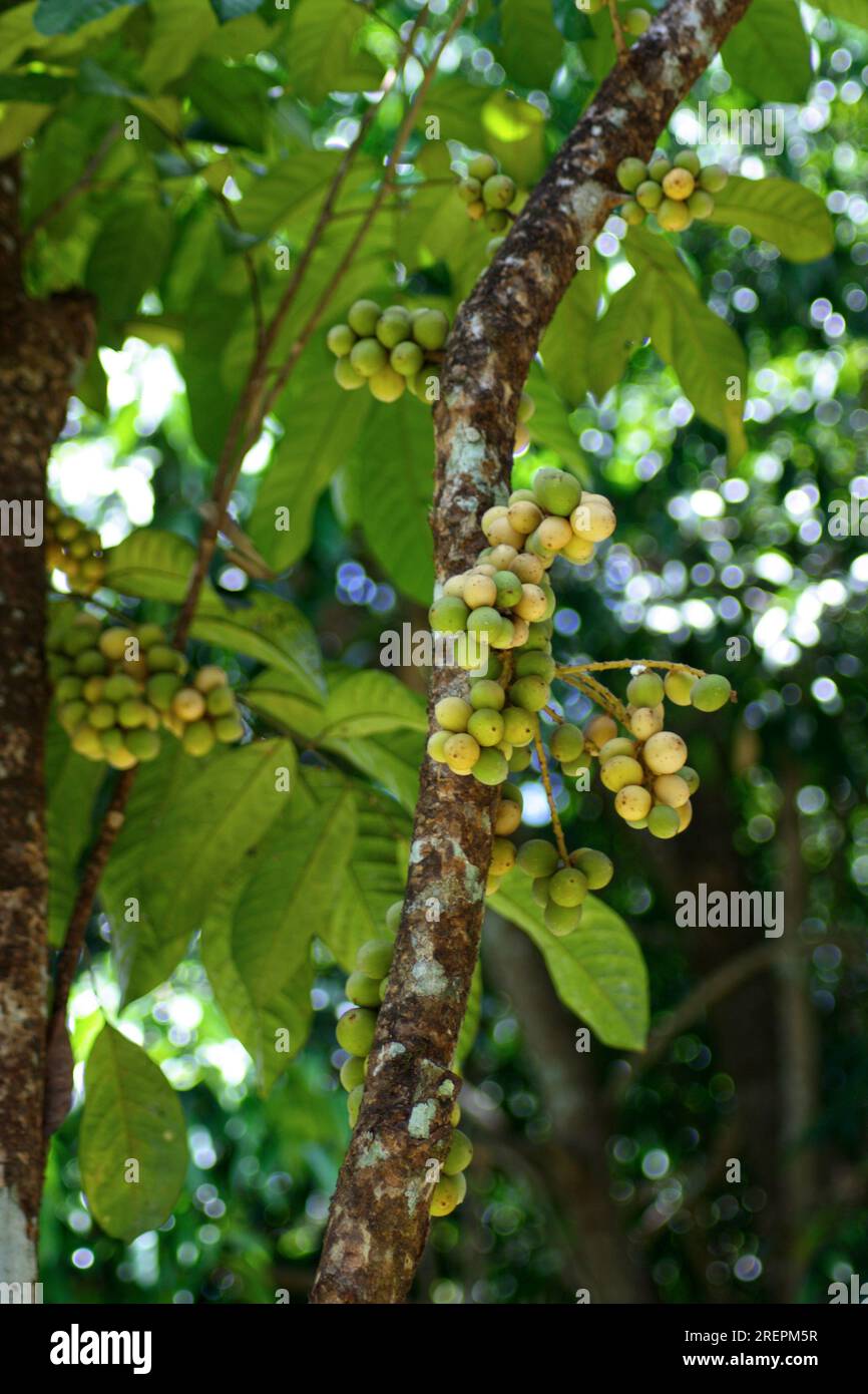 Dimocarpus species hi-res stock photography and images - Alamy