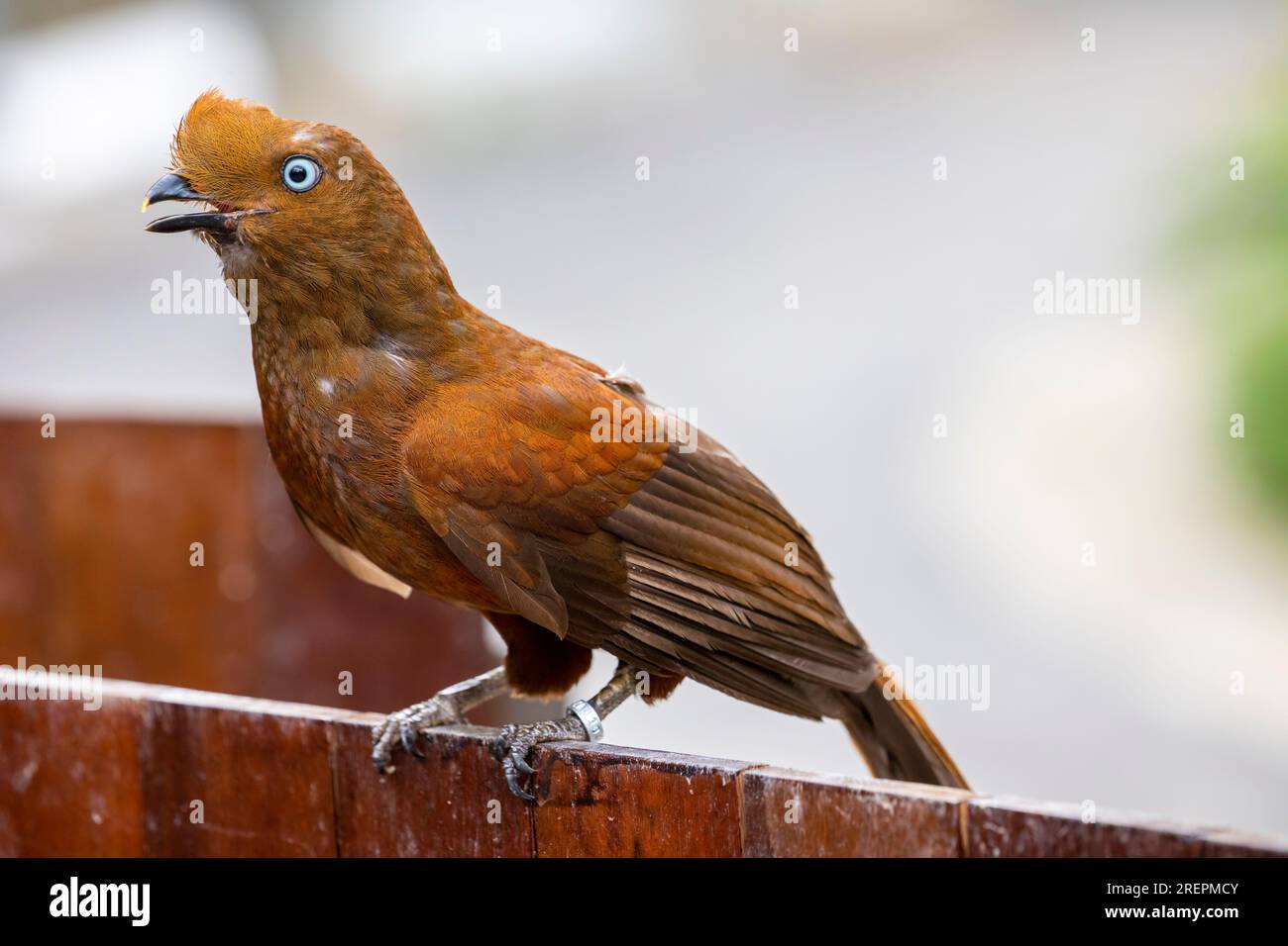 The female Andean cock-of-the-rock (Rupicola peruvianus) is a large ...
