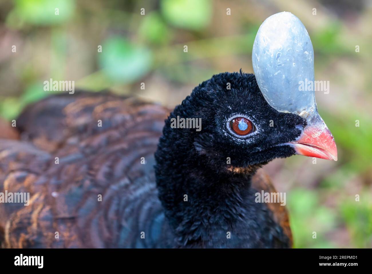 Helmeted curassow female hi-res stock photography and images - Alamy