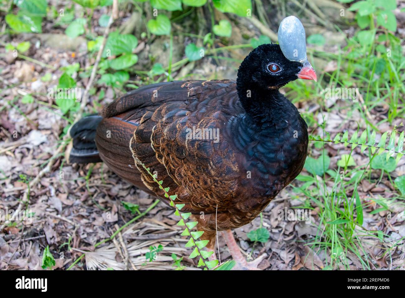 Helmeted curassow female hi-res stock photography and images - Alamy